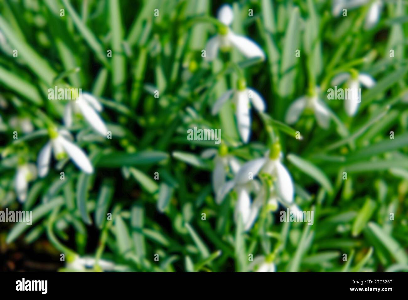 This is a photo of white flowers with green leaves. A bush of small ...