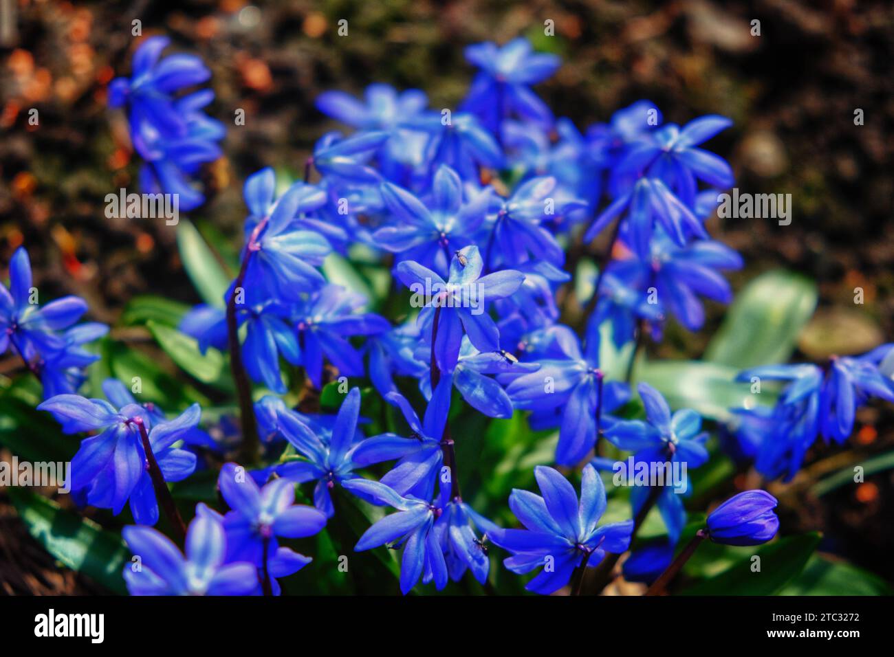 The image shows a close-up of a cluster of small, bright blue flowers ...