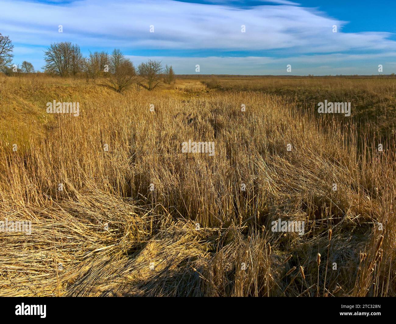 The image shows a field with tall golden grass and trees in the ...