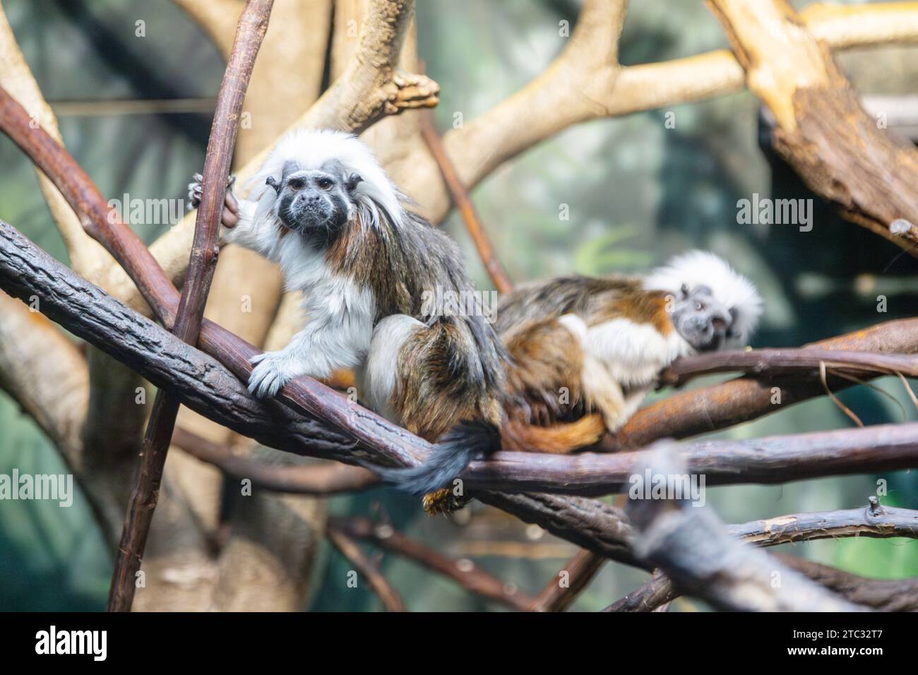 Cotton-top Tamarin, Central Park Zoo, New York City, United States of ...