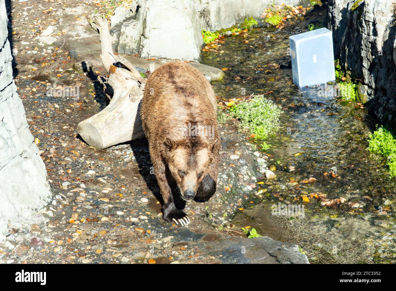 Grizzly Bear (Ursus arctos horribilis) Central Park Zoo, Manhattan, New ...