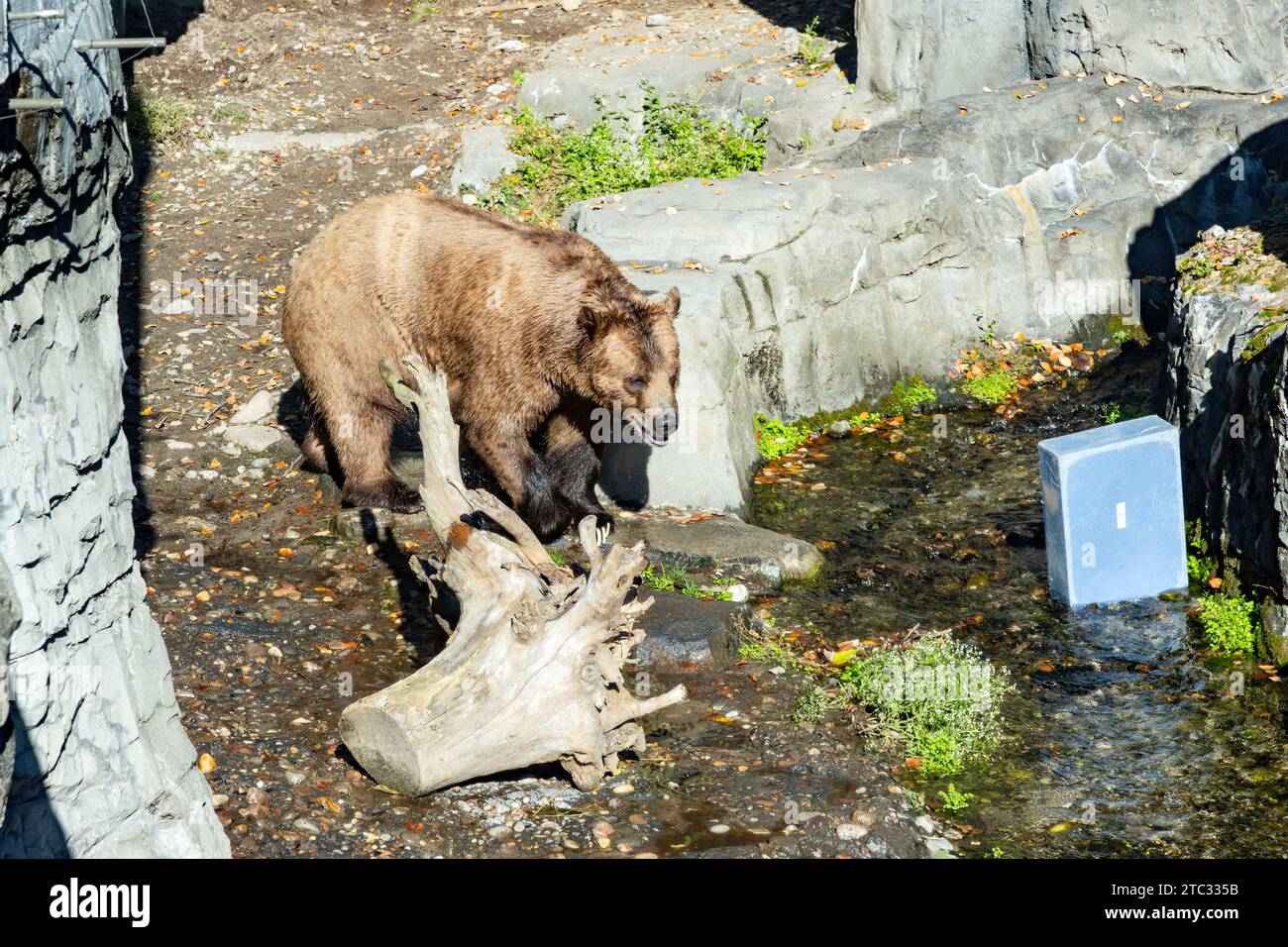 Grizzly Bear (Ursus arctos horribilis) Central Park Zoo, Manhattan, New ...