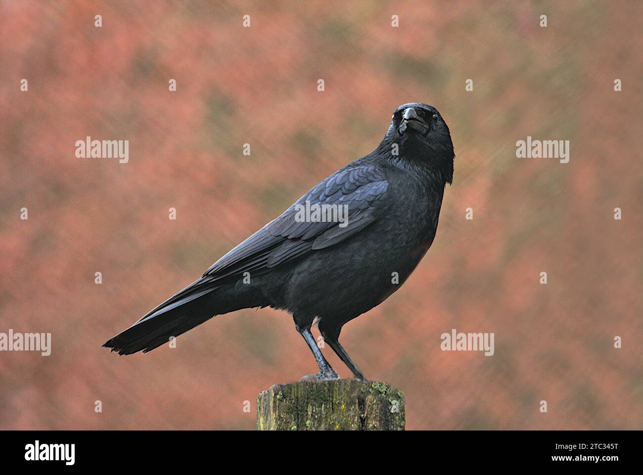 A black crow perched atop a wooden fence post against a rural brown ...