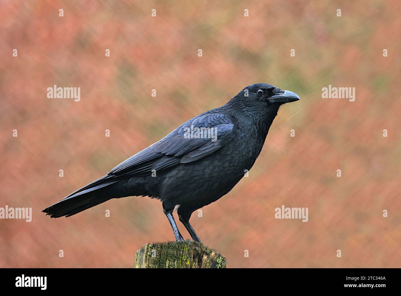 A black crow perched atop a wooden fence post against a rural brown ...