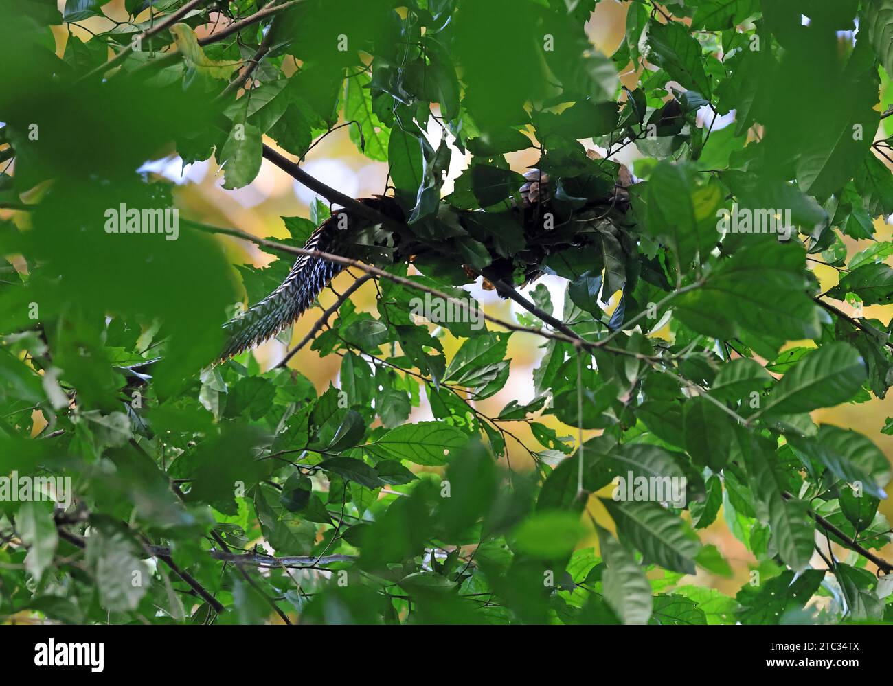 Loing-tailed Pangolin (Uromanis teradactyla) adult in tree Bonkro ...