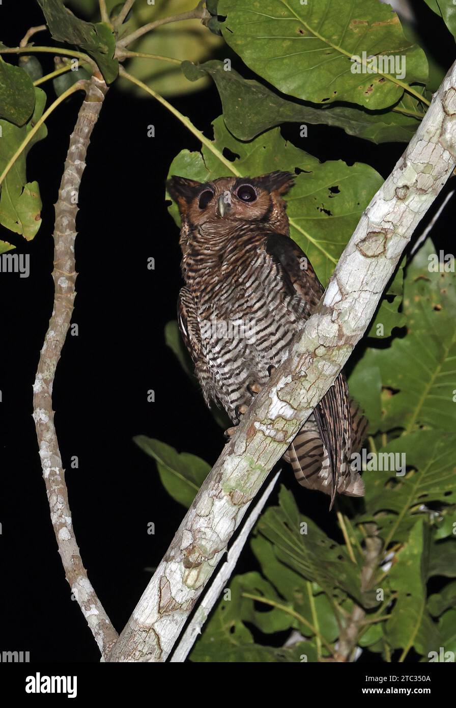 Fraser's Eagle-owl (Bubo poensis) adult perched in tree at night Avrafo ...