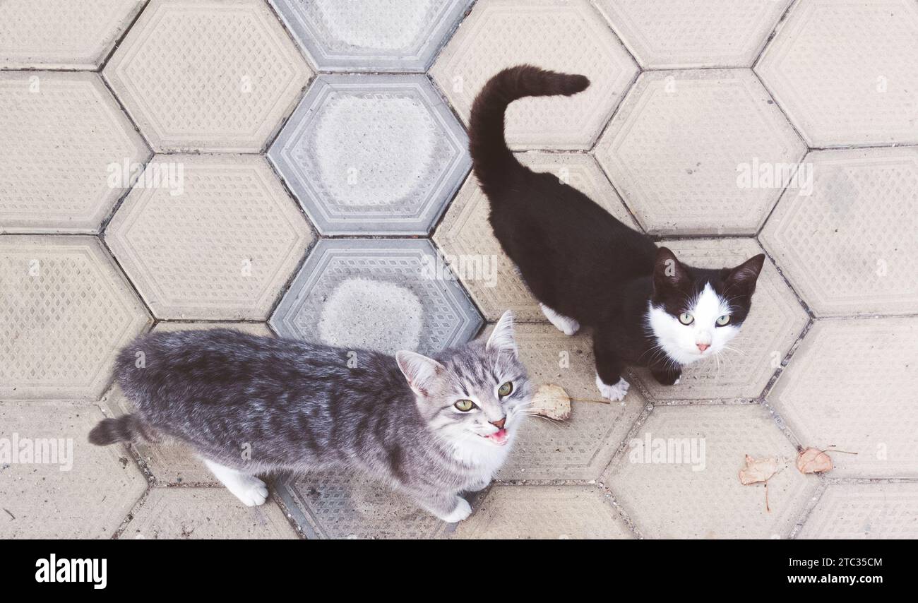 Hungry cat meowing hi-res stock photography and images - Alamy