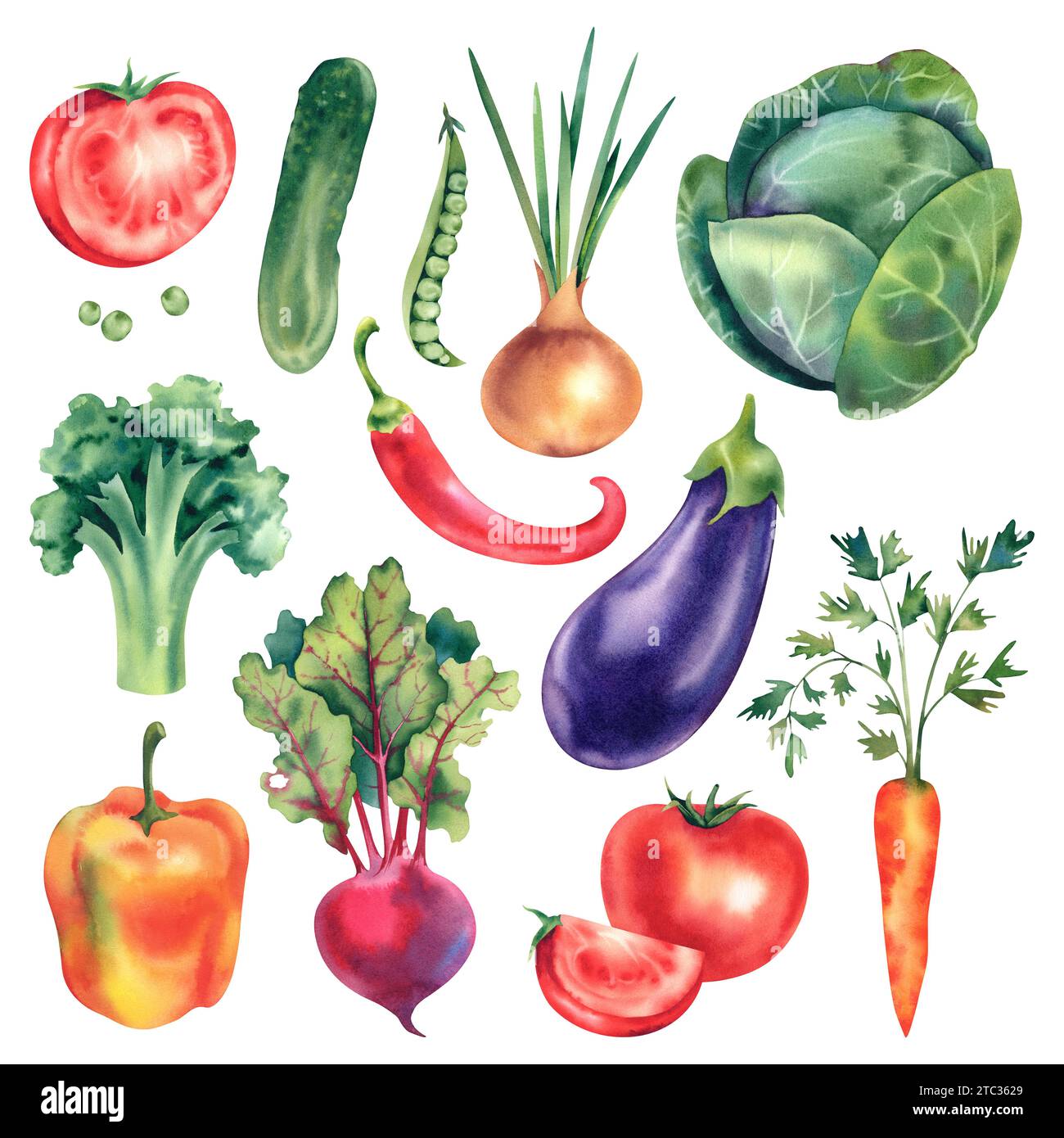 Watercolor vegetables on a white background. Cabbage, pepper, eggplant ...