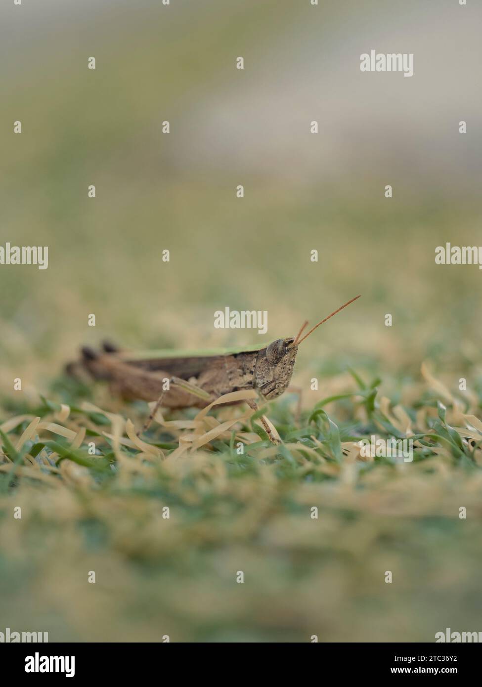 Cricket closeup on grass Stock Photo - Alamy