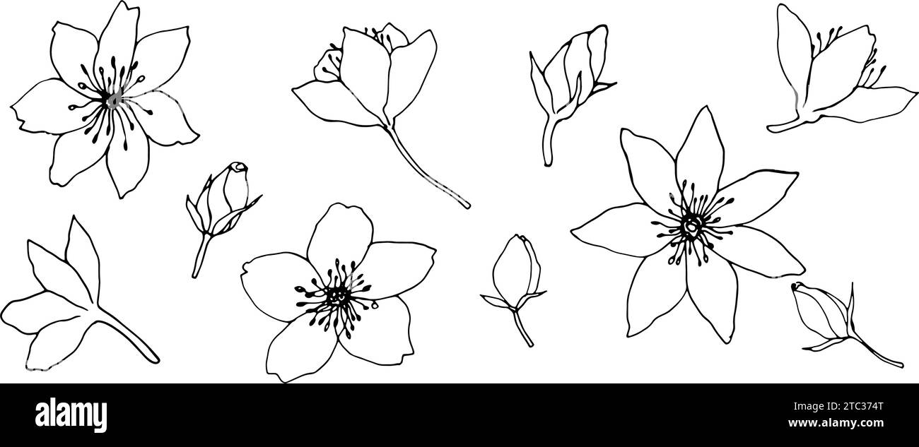 vector contour flowers and buds collection. Elegant botanical for ...
