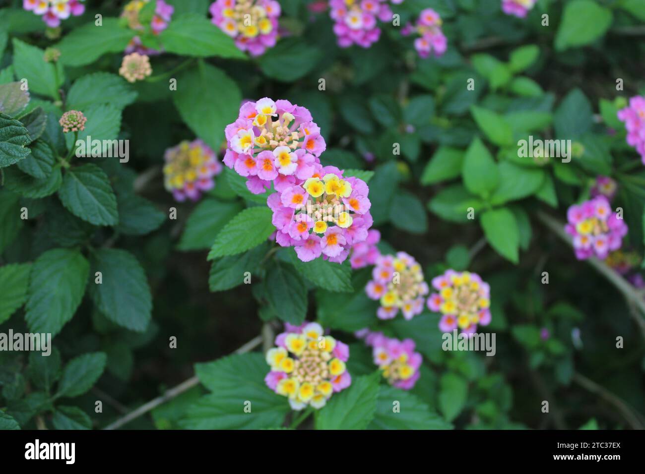 Lantana camara (common lantana) is a species of flowering plant within ...