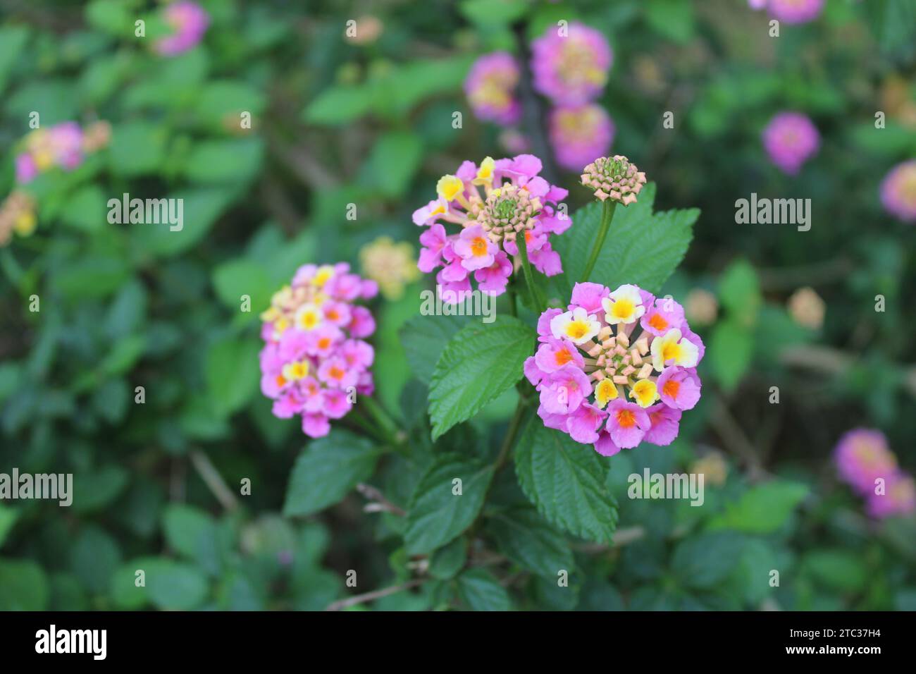 Lantana camara (common lantana) is a species of flowering plant within ...
