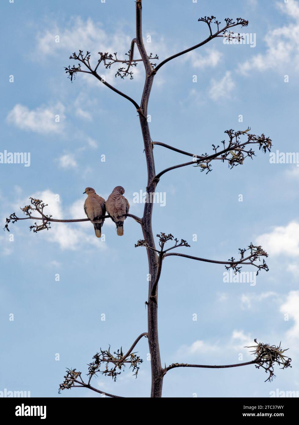 Beautiful dove in tree hi-res stock photography and images - Alamy