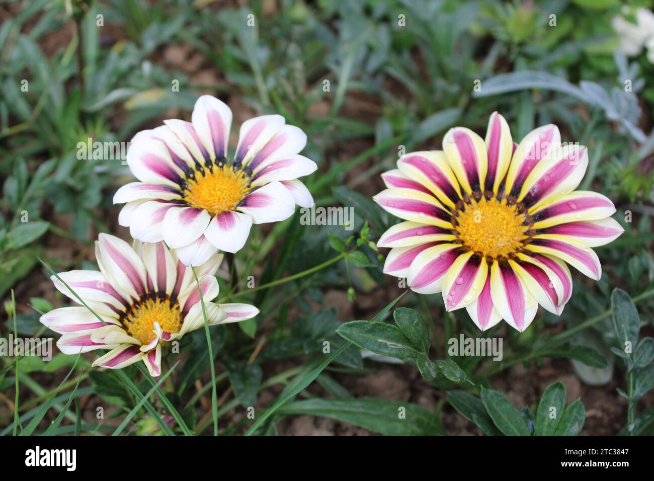 Gazania rigens, sometimes called treasure flower, is a species of ...