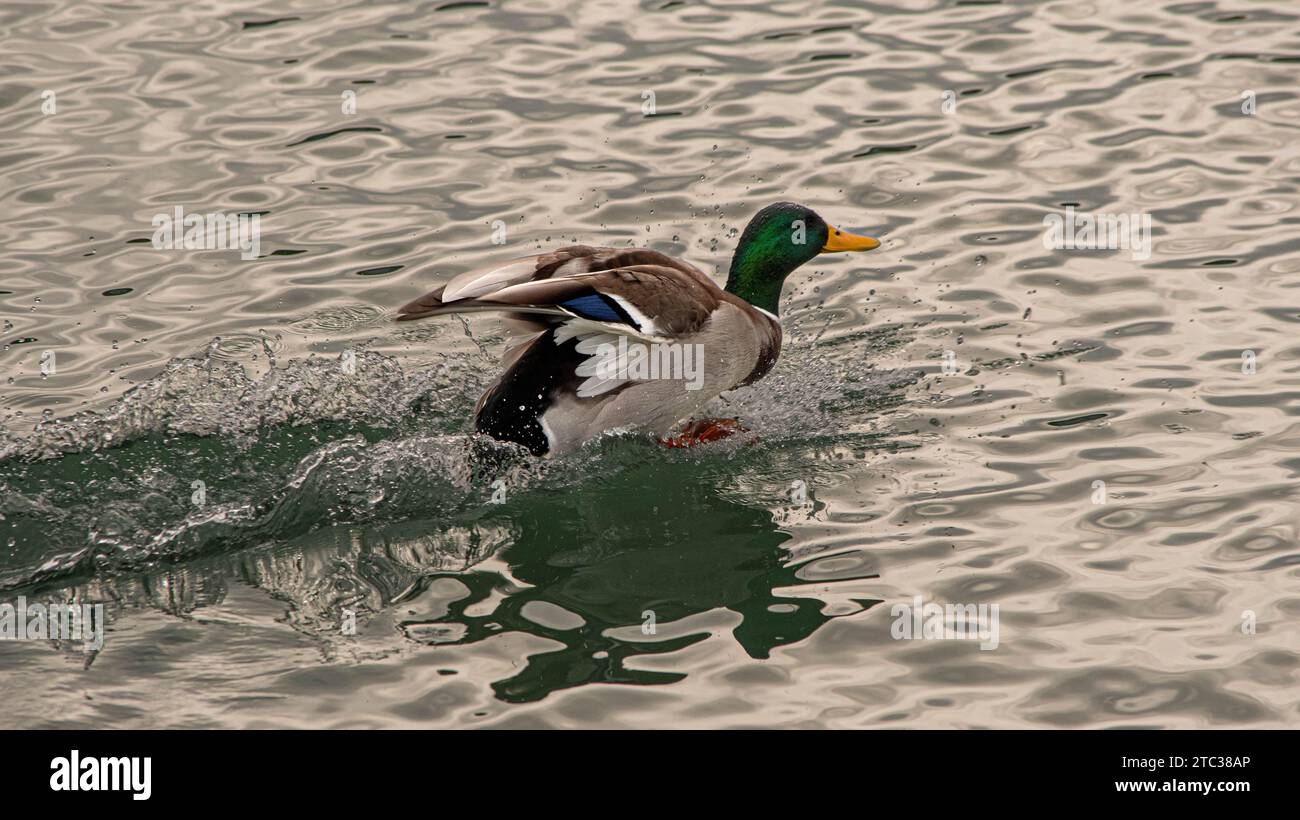 A duck perched on the edge of a body of water near the shoreline ...