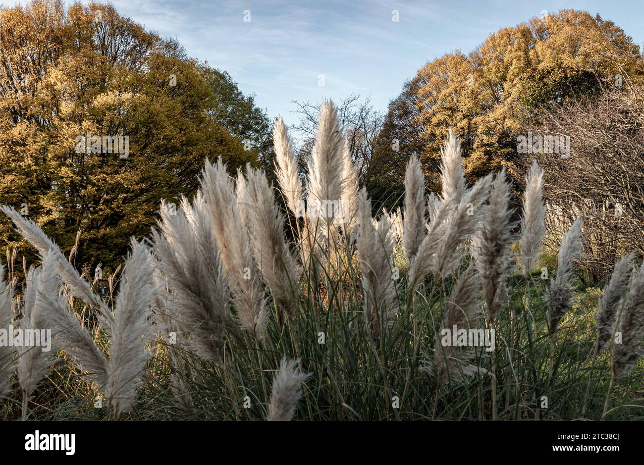 The fascinating plumage of the flowers of the pampas grass in the park ...