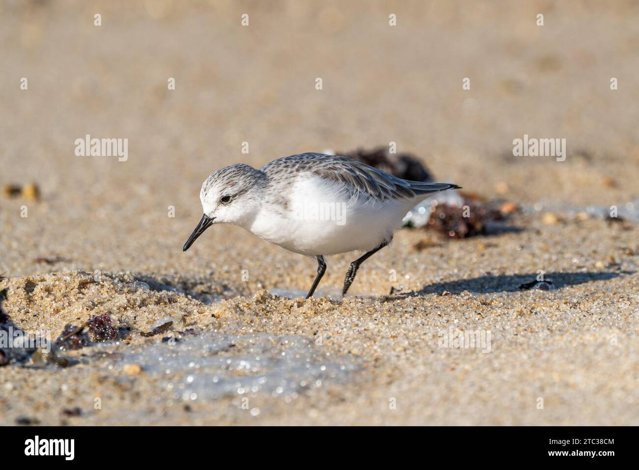 Sanderling, a small shorebird, gracefully explores the beach, its ...