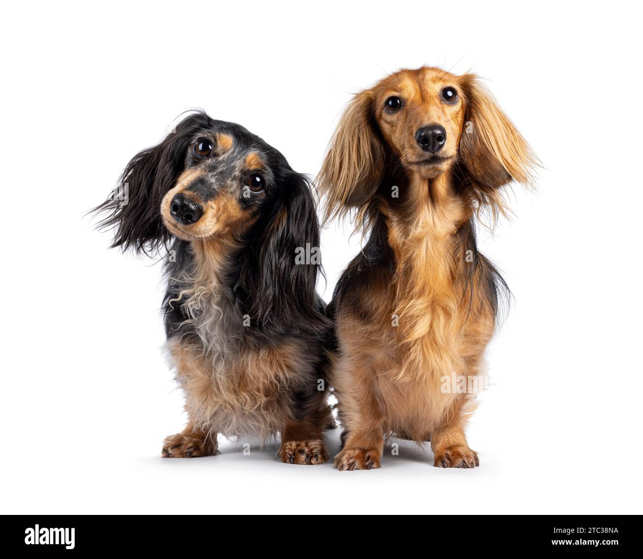 Cute duo of long smooth haired Dachshund or Teckels. Standing facing ...