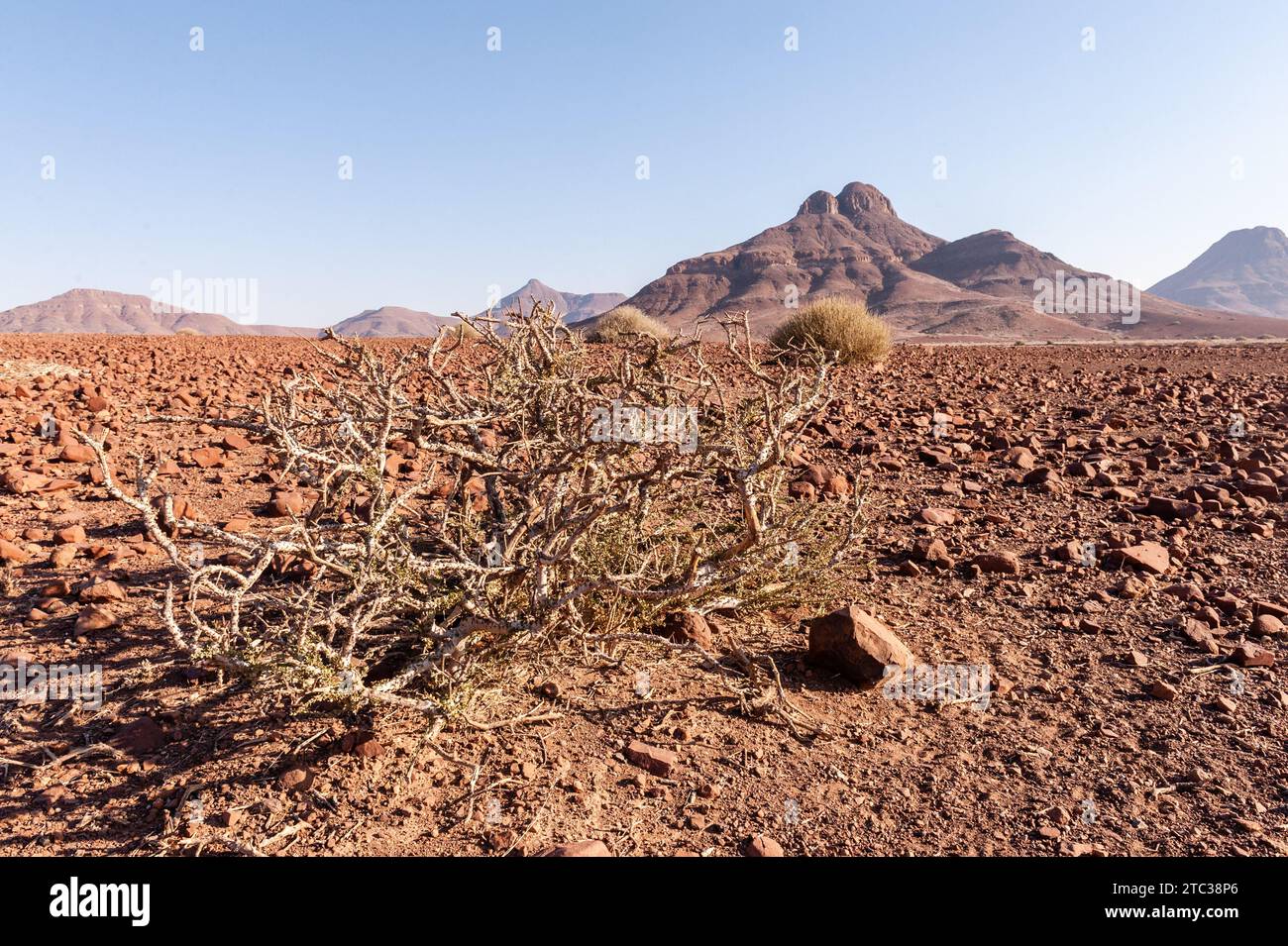Namibian Desert landscape on a sunny winter afternoon Stock Photo - Alamy