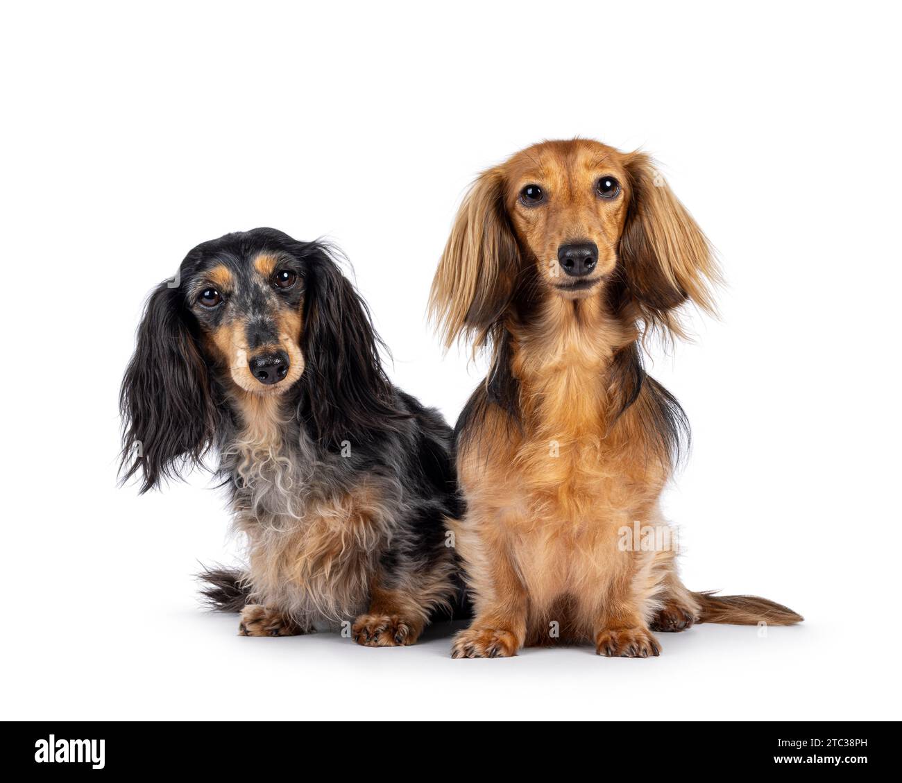 Cute duo of long smooth haired Dachshund or Teckels. sitting up facing ...