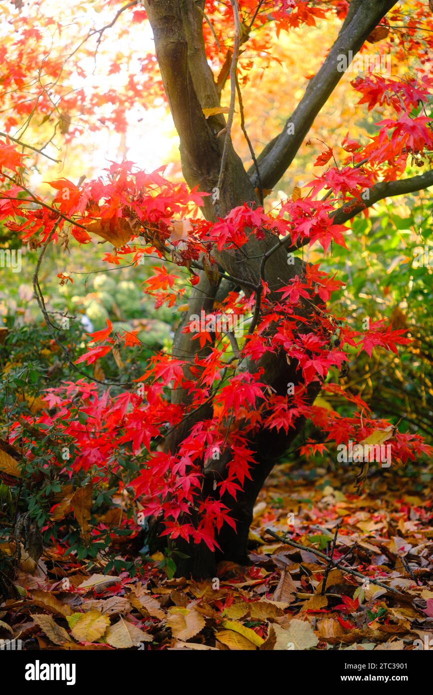 Acer Tree in Autumn Stock Photo - Alamy