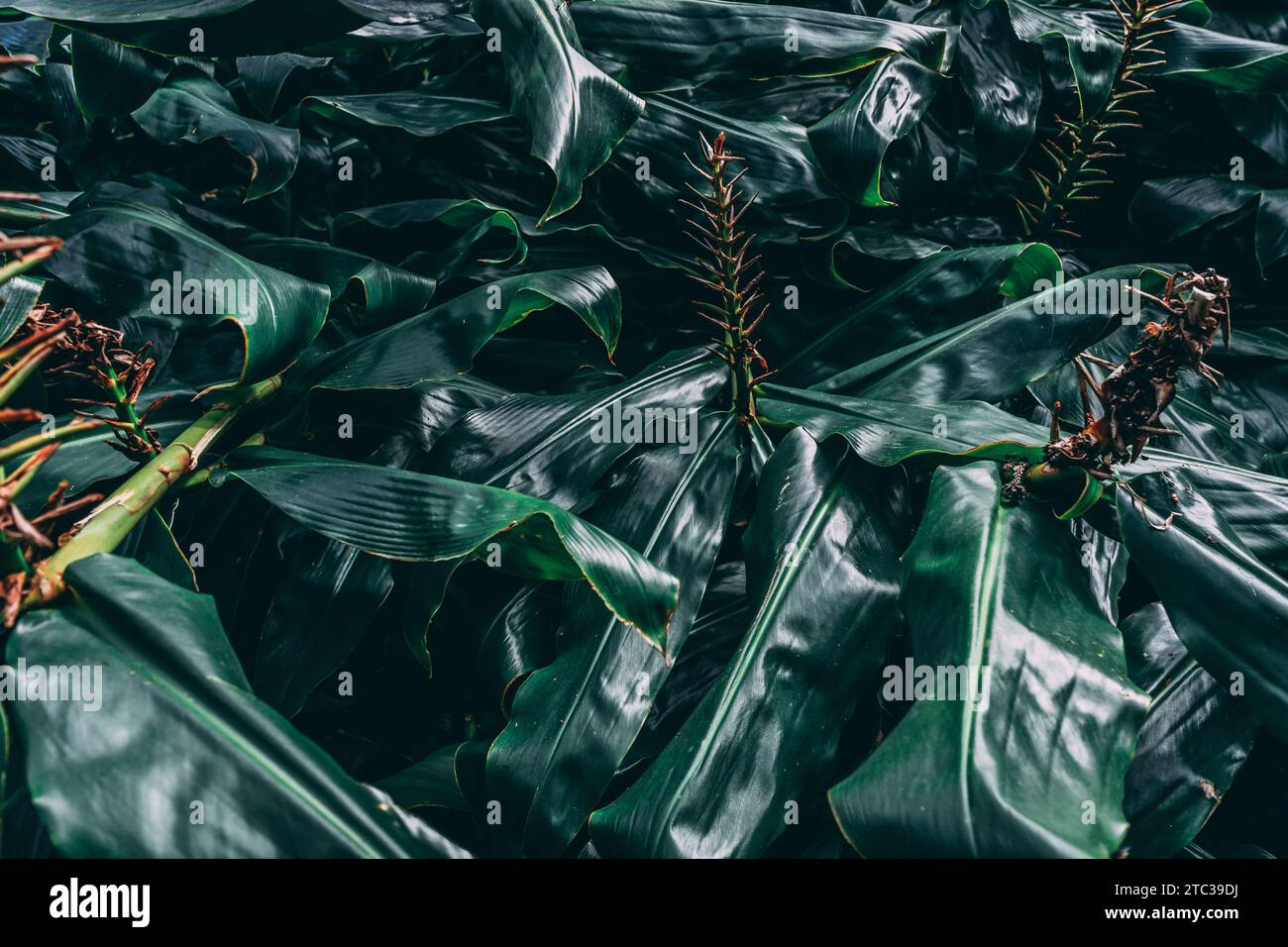 Lush and captivating: A dark green plant showcases a stunning pattern ...