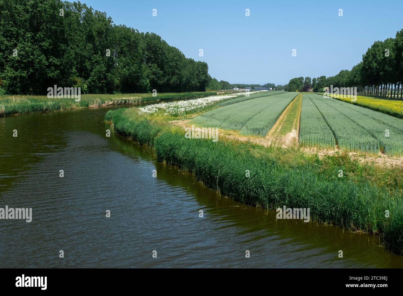 Sprinkler System for Growing. Irrigation on the pond, rural meadow with ...