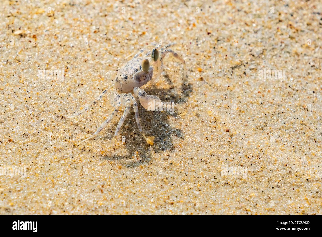 small ghost crab sitting on the sand on the ocean shore Stock Photo - Alamy