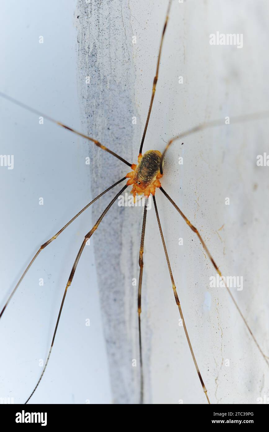 Opilio Spider on a wall Stock Photo - Alamy