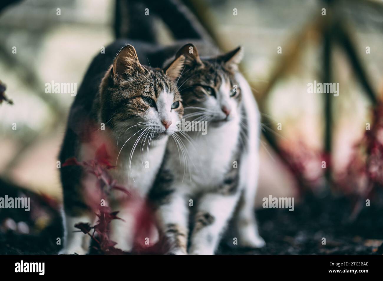 Stray cats - Mother and son - Beautiful moment that demonstrates love ...