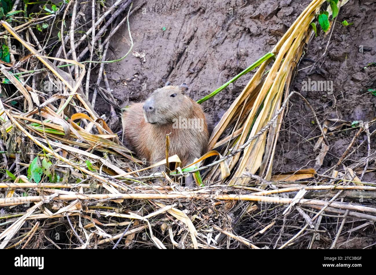 Capybara Nesting Along the Amazon River in Peru Stock Photo - Alamy