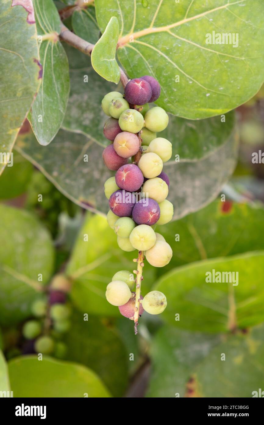 Bunch of sea grapes (Coccoloba uvifera) Growing on the beach, on the ...