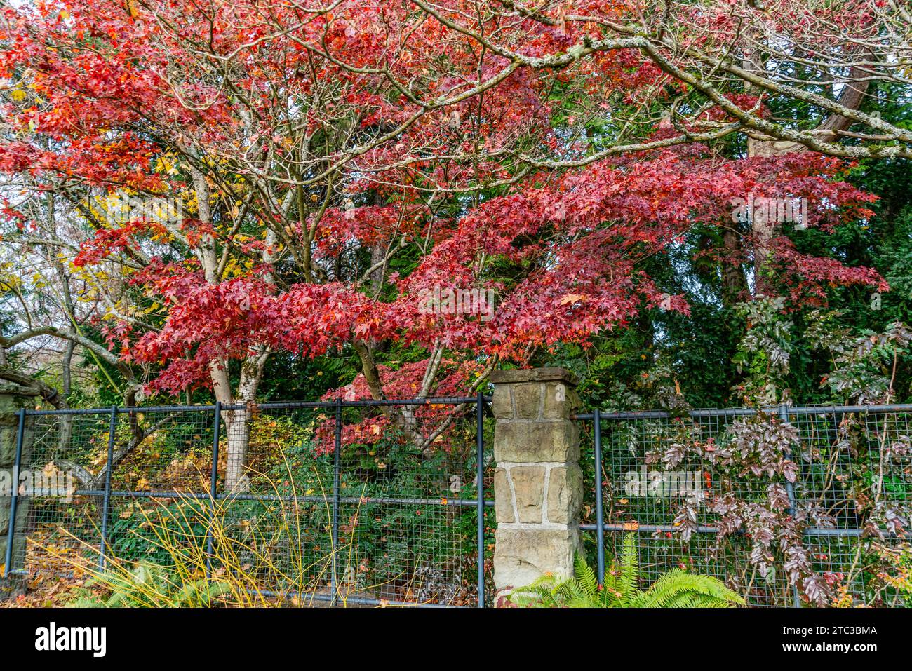 Colorful leaves still show on trees in a Seattle garden in December ...