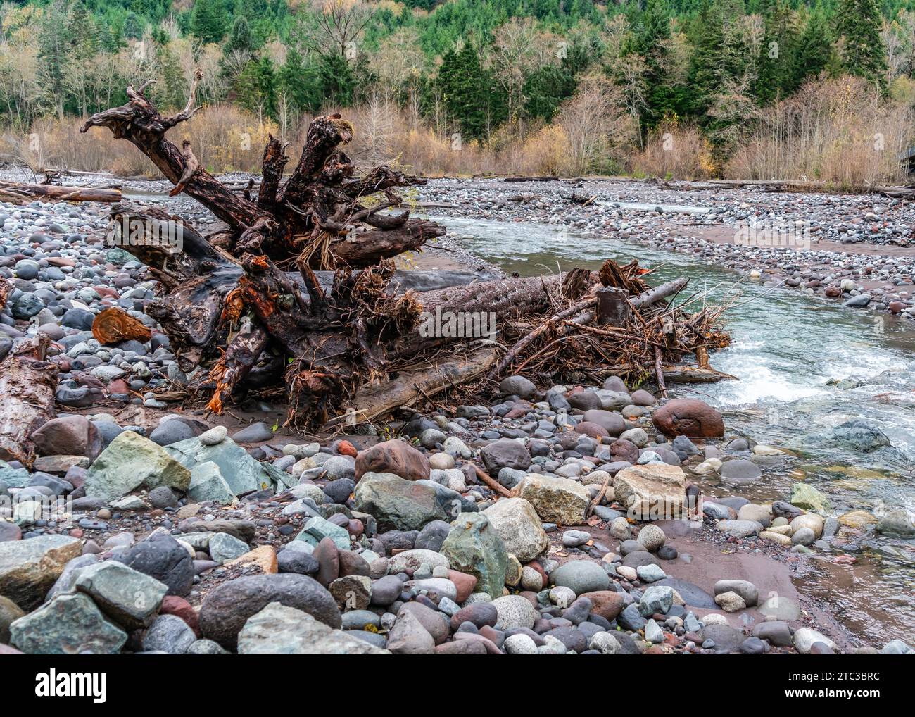 A view of the Carbon River and trees in Washington State Stock Photo ...