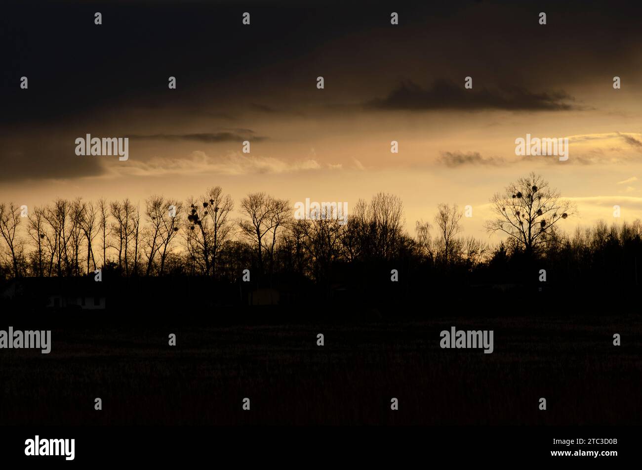 Tree outlines background setting hi-res stock photography and images ...