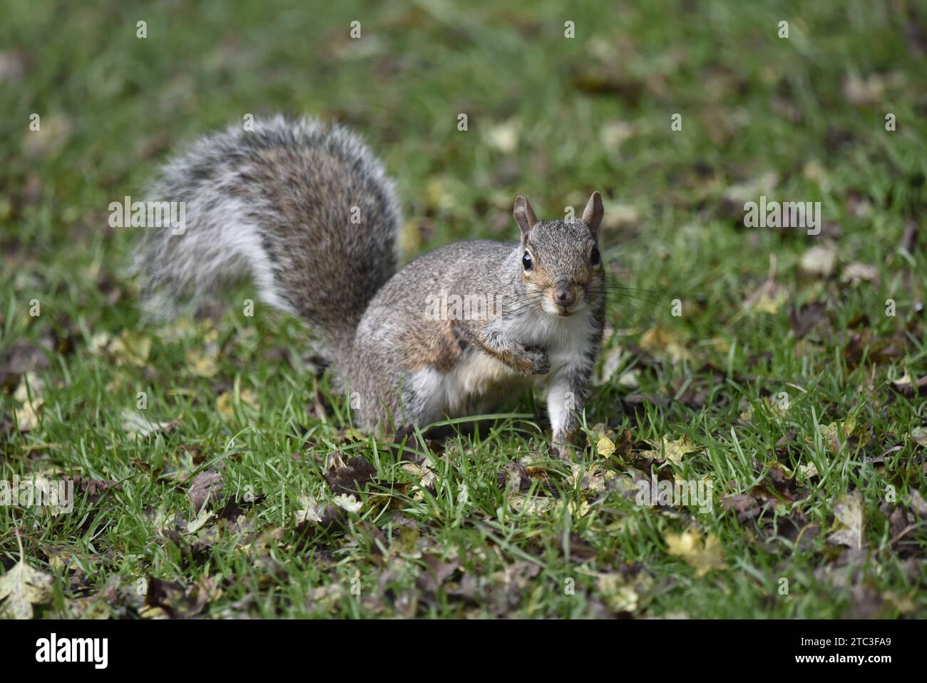Grey Squirrel (Sciurus carolinensis) Looking Up into Camera from Forest ...
