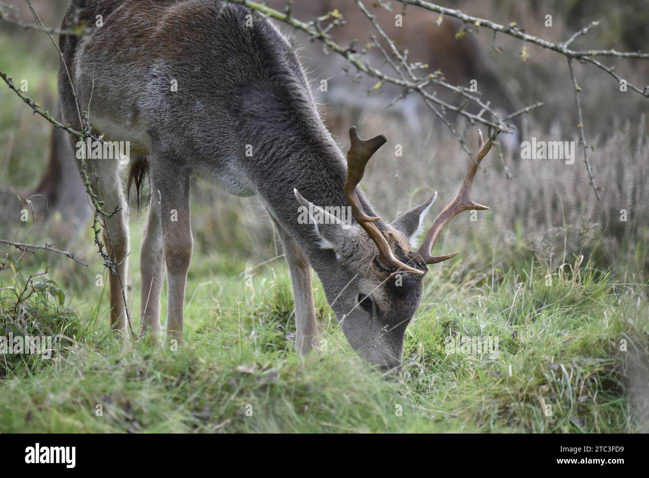 Foreground Image of a European Fallow Deer Buck (Dama dama) with ...