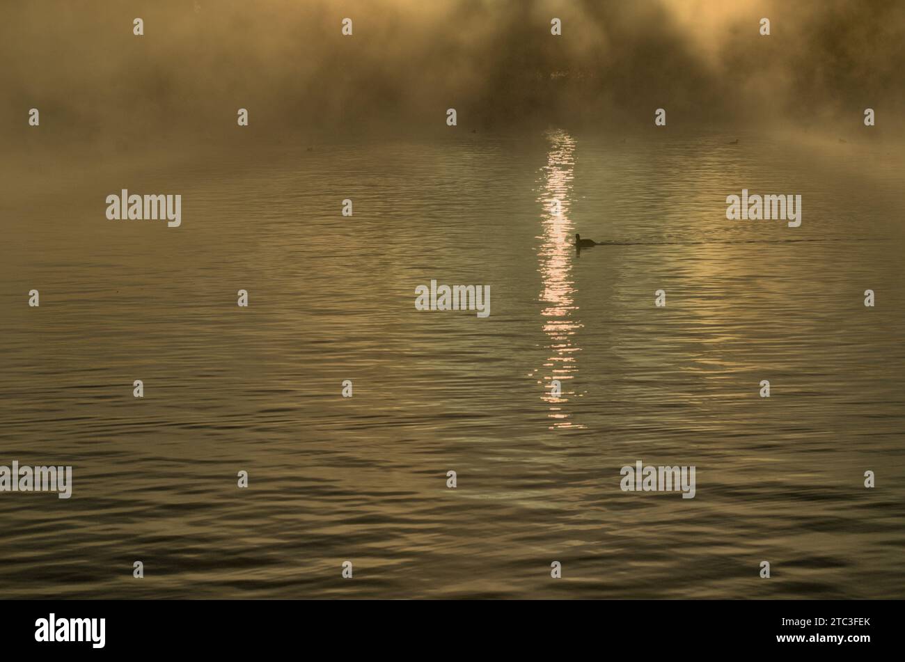 Foggy, glowing at lake with waterfowl swimming , colorfully diffused ...