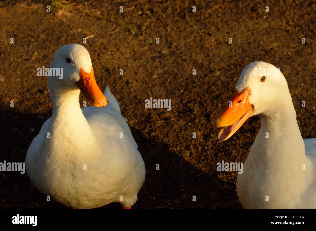 Two comical white ducks come to talk or beg for attention or food Stock ...