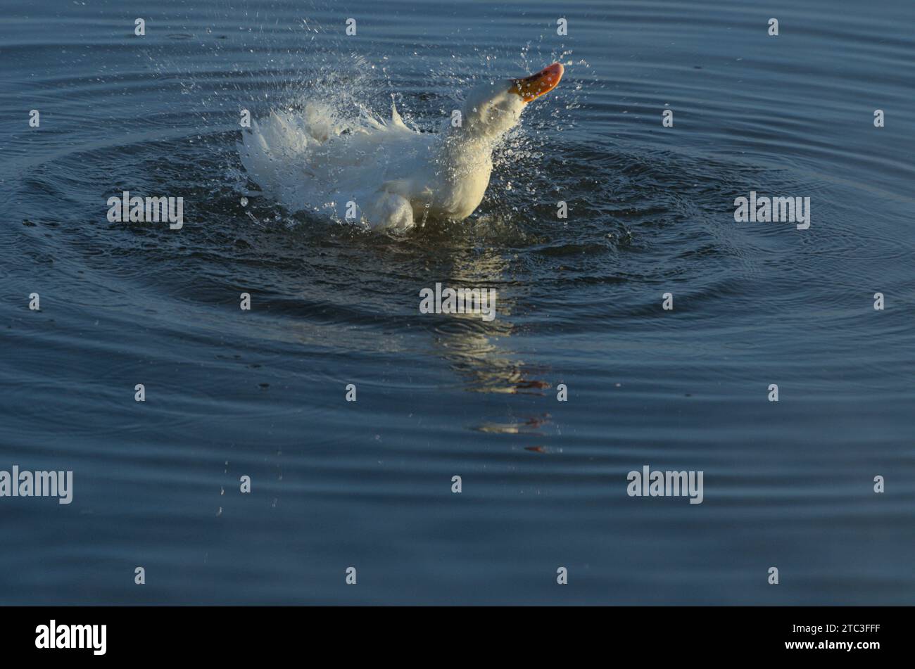 Single wild white duck if washing, preening itself. in the lake ...