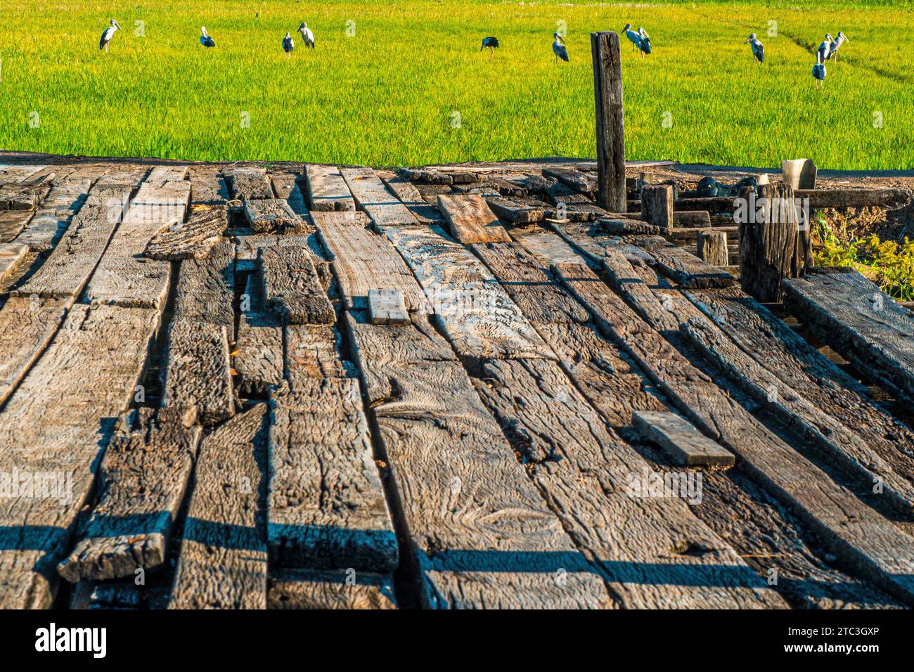 Harmonious farm life hi-res stock photography and images - Alamy