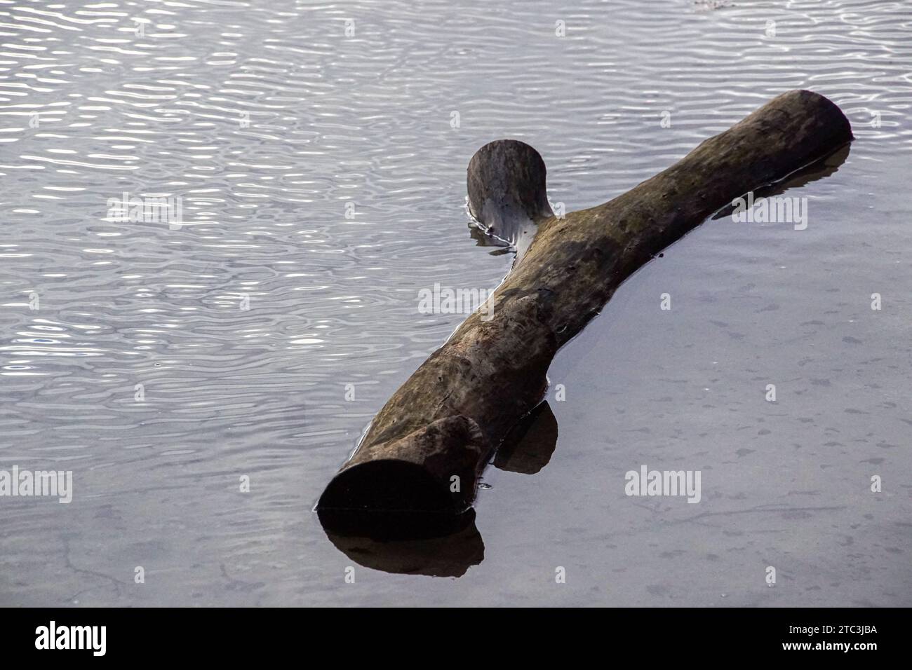 Log floating hi-res stock photography and images - Alamy