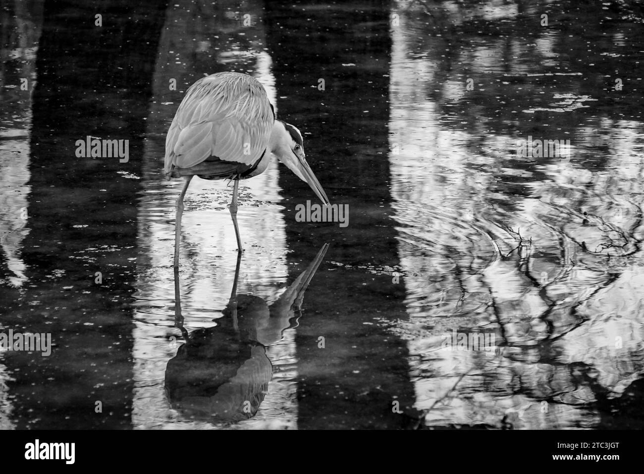 Heron bird in lake Black and White Stock Photos & Images - Alamy