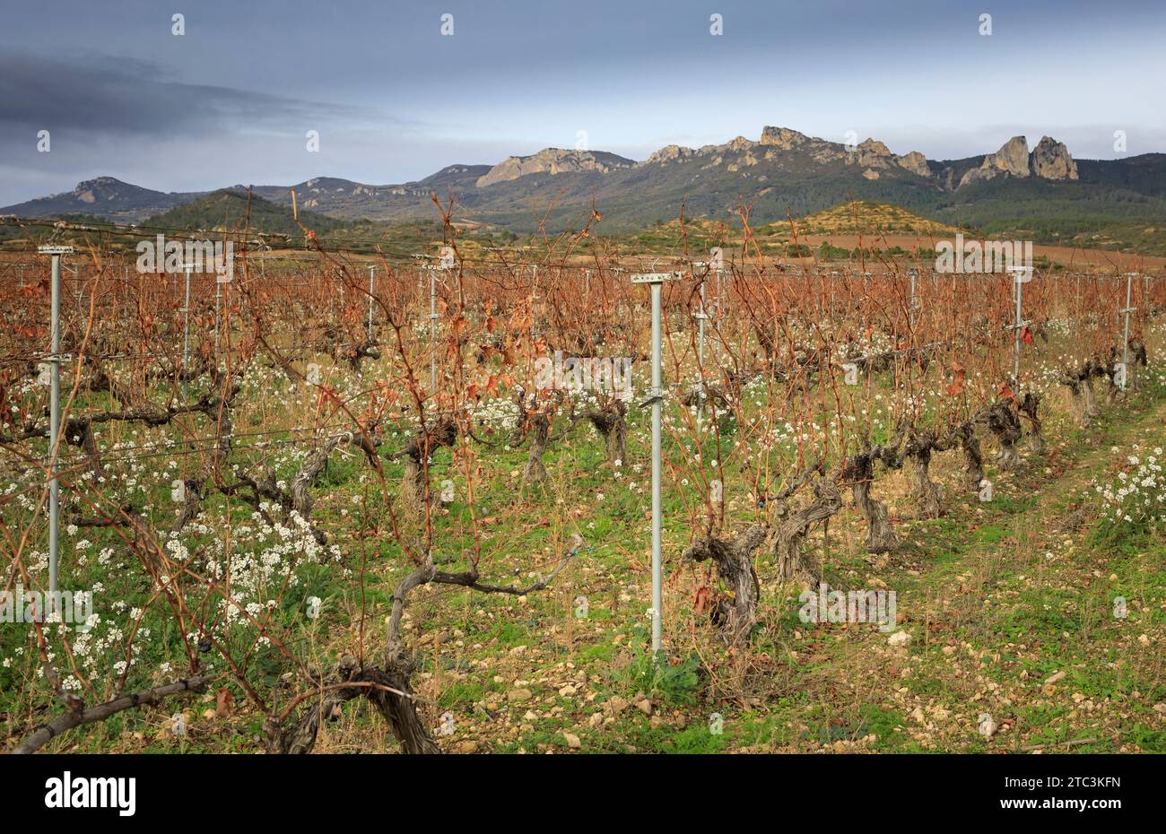 Winter vineyards of the Spanish wine region of Rioja late in the day ...