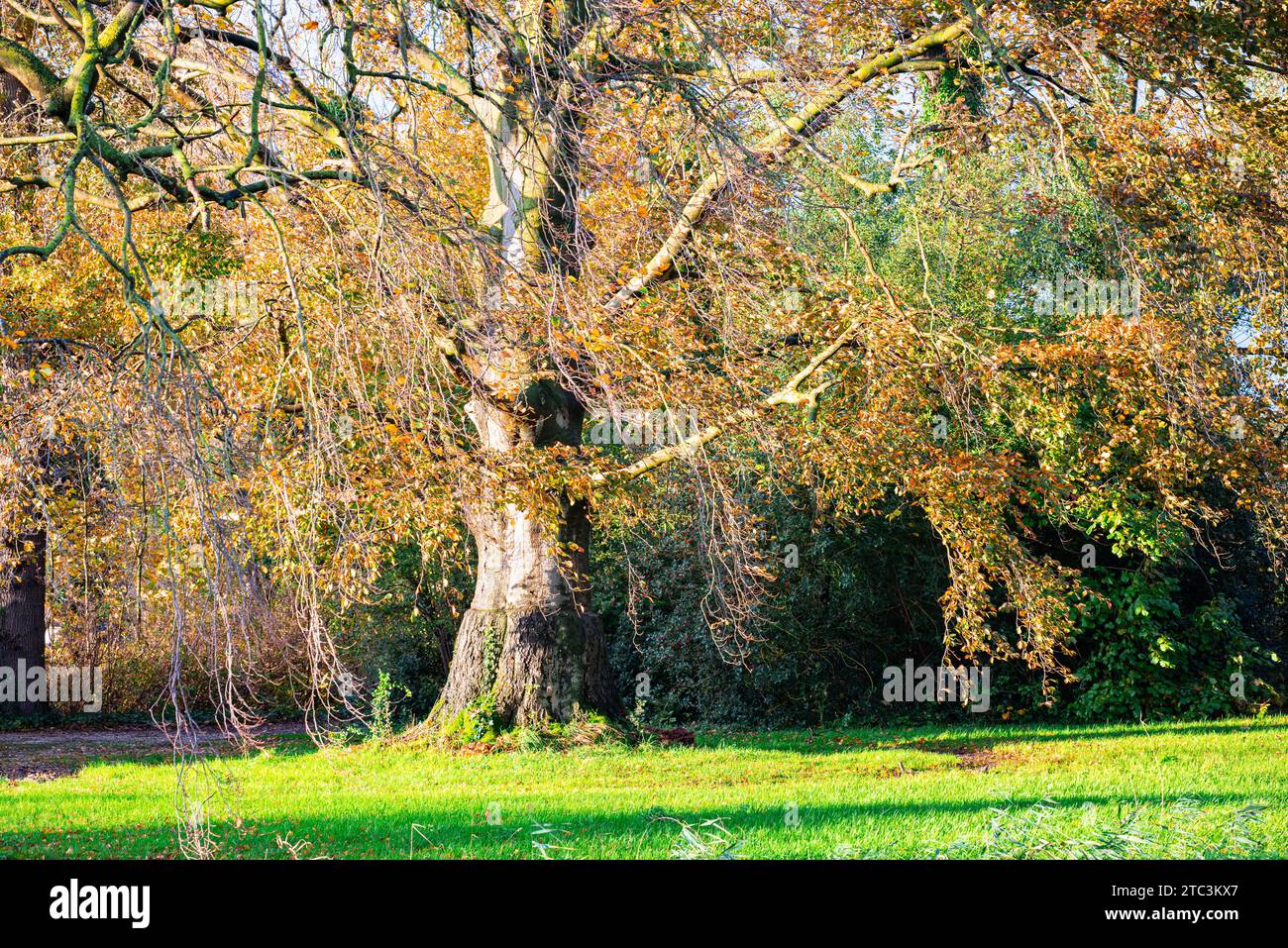 Beech tree with autumn colors Stock Photo - Alamy