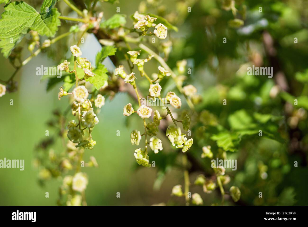 White currant flowers and buds on a branch in the garden.. Ribes rubrum ...