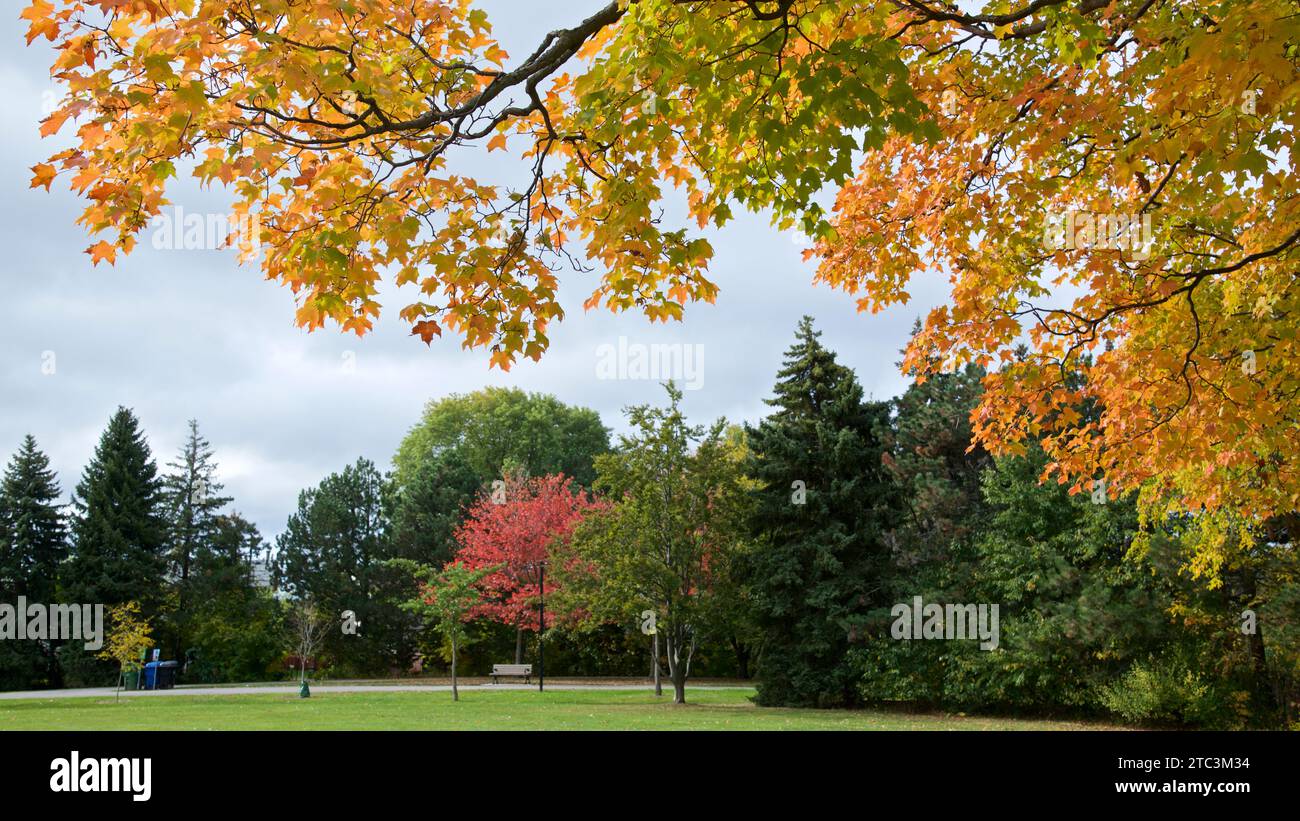 Autumn leaf colour in a public park Stock Photo - Alamy