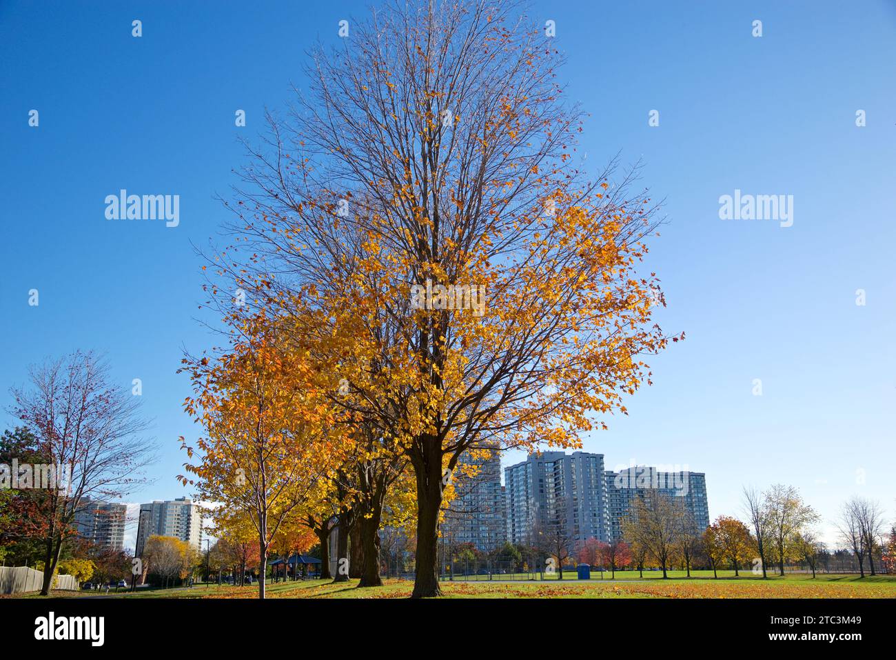Maple leaf tree with blue sky and apartment buildings in background ...