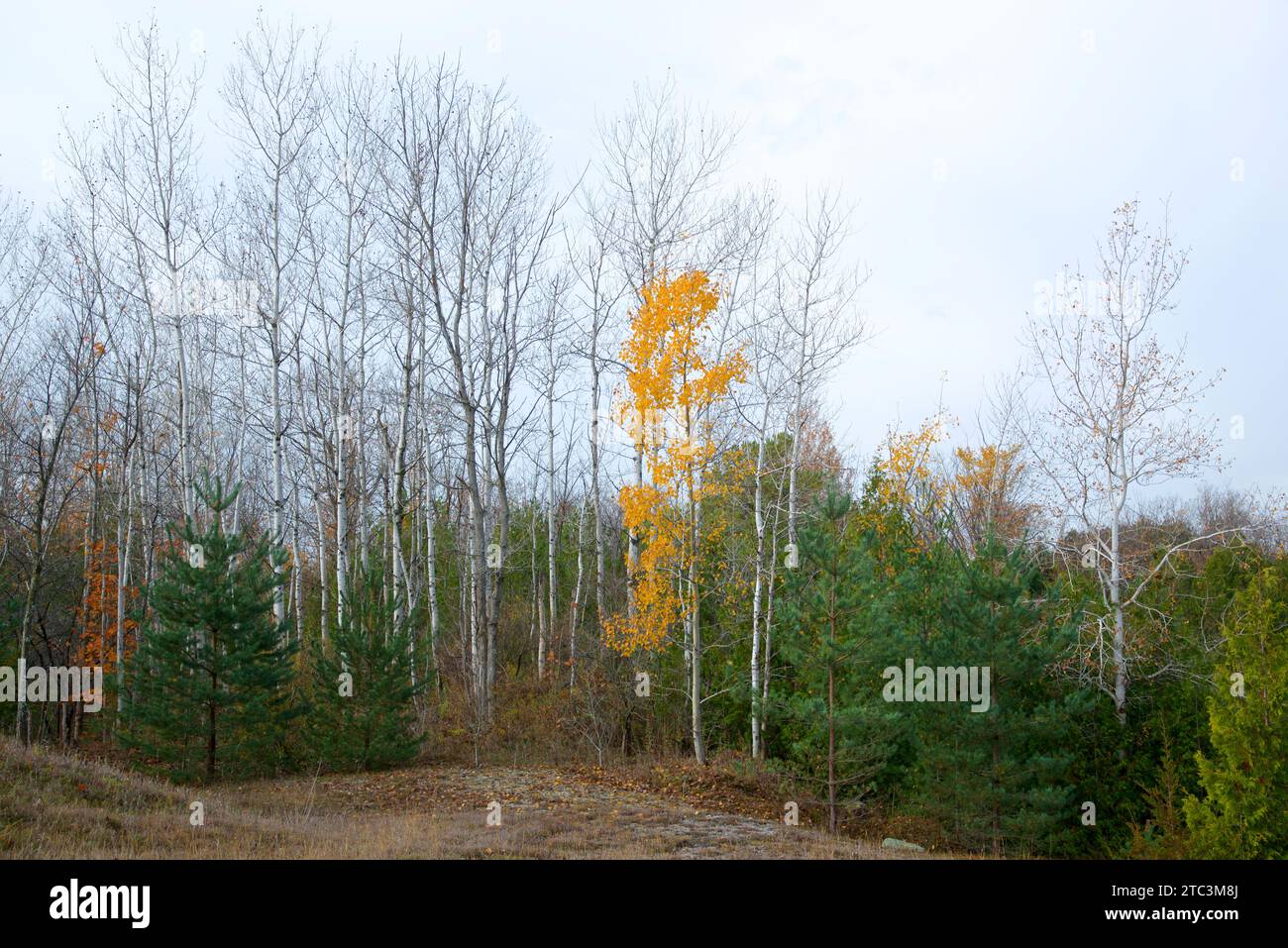 Yellow and Gold Birch Trees in autumn Stock Photo - Alamy
