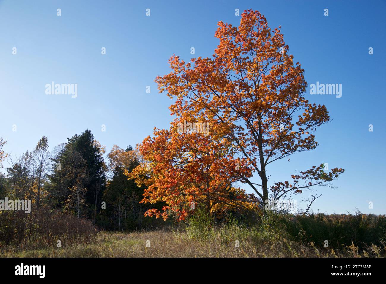 A single maple tree in a public park with clear blue sky Stock Photo ...